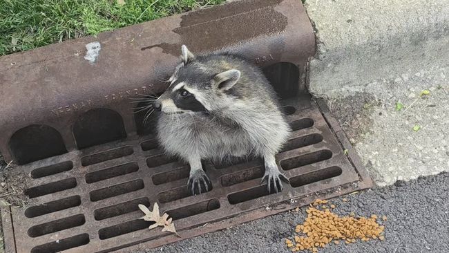 Good Samaritans rescue 'chunky' raccoon trapped in rain sewer