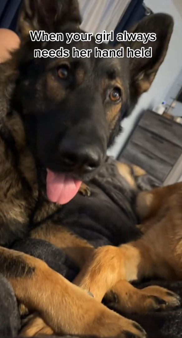 Typical woman, right? Dog edition
