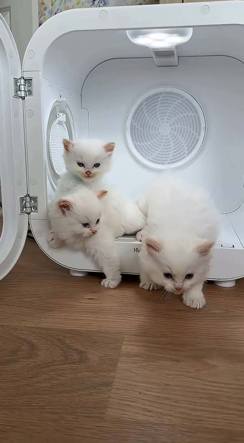 Before and after: Giving kittens a bath