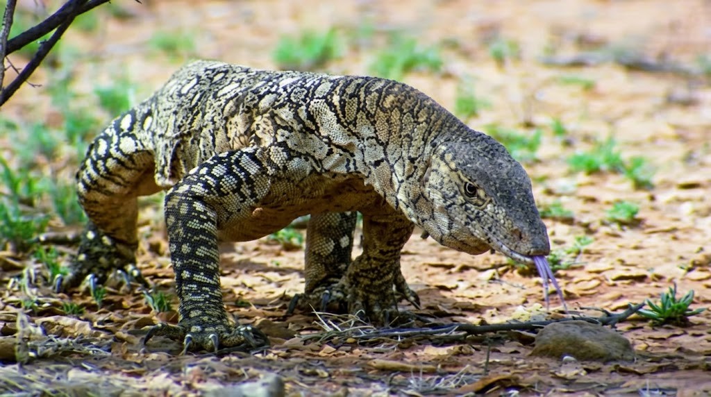 Watch an 8-foot reptile challenge one of the deadliest snakes on Earth