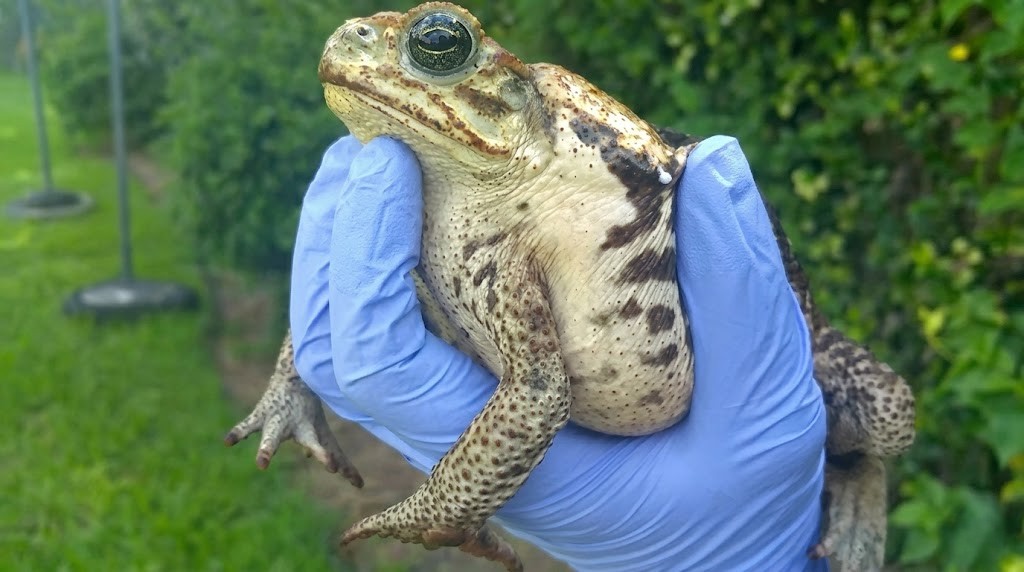Watch what happens when people smoke toad venom
