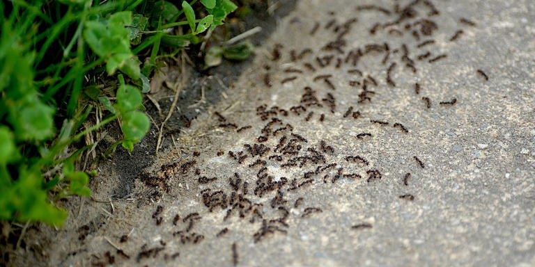 How to get rid of ants in your home and garden before they become a ...
