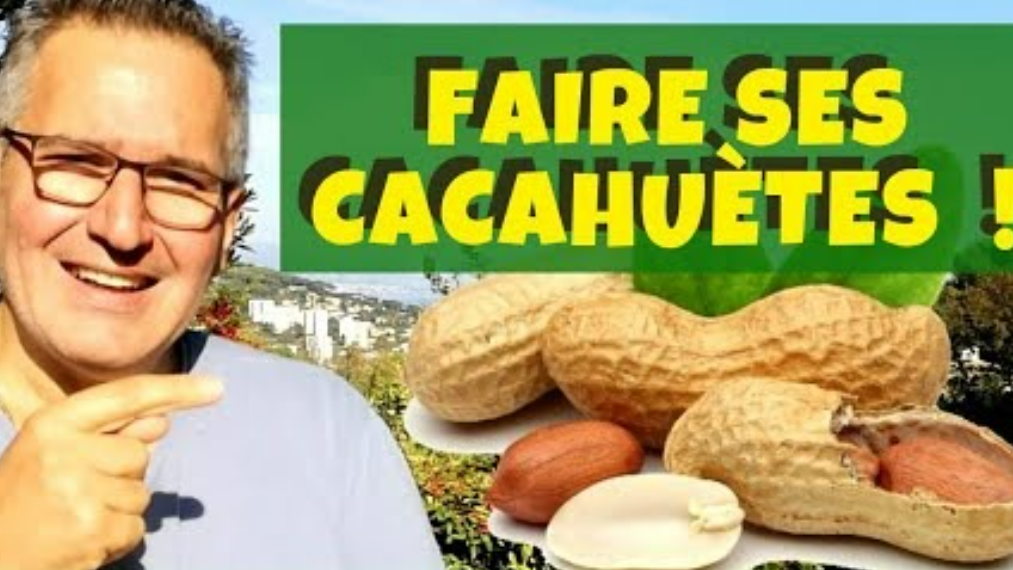 Peut-on vraiment cultiver des cacahuètes chez soi voici la réponse
