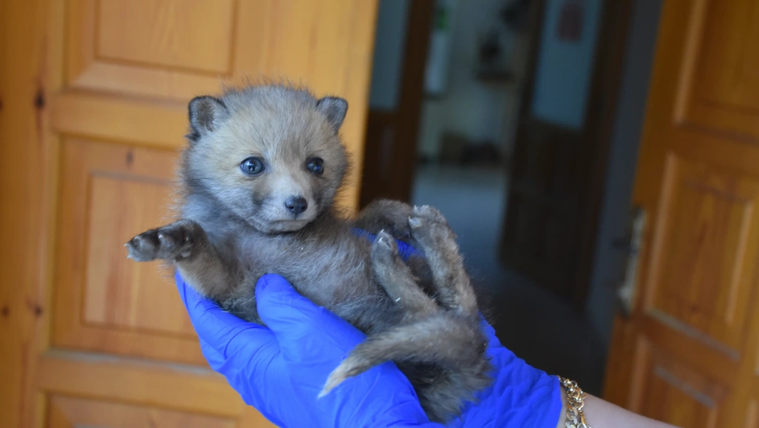 Sunny the rescued fox and unlikely animal friendships