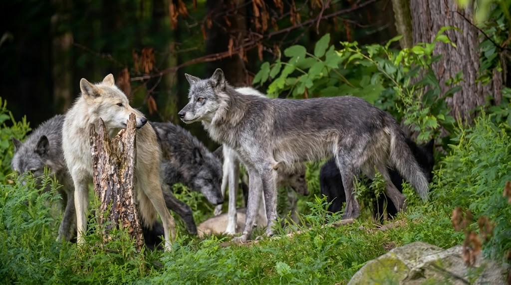 Watch what happens when wolves challenge a grizzly bear