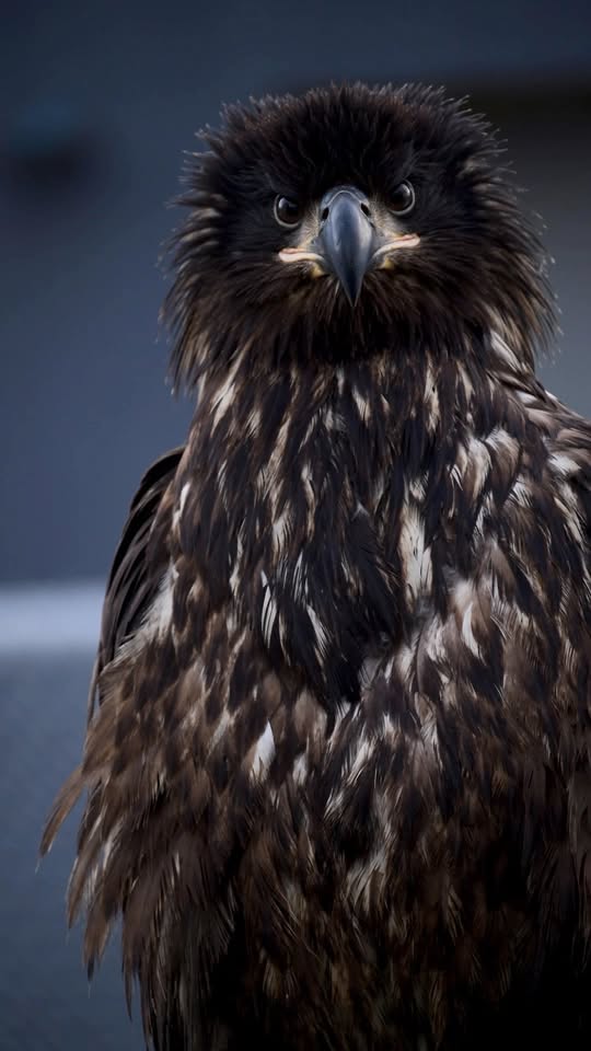 Majestic bald eagle captured up close