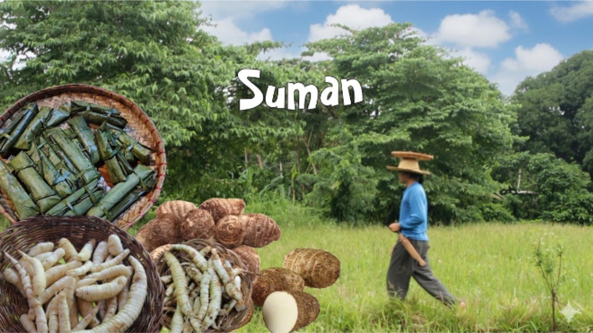 Discovering and cooking rare Philippine root crops