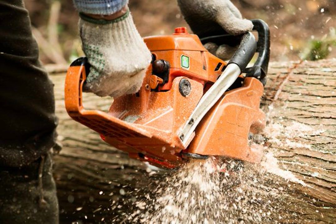 Neighbour cut trees, then sent bill