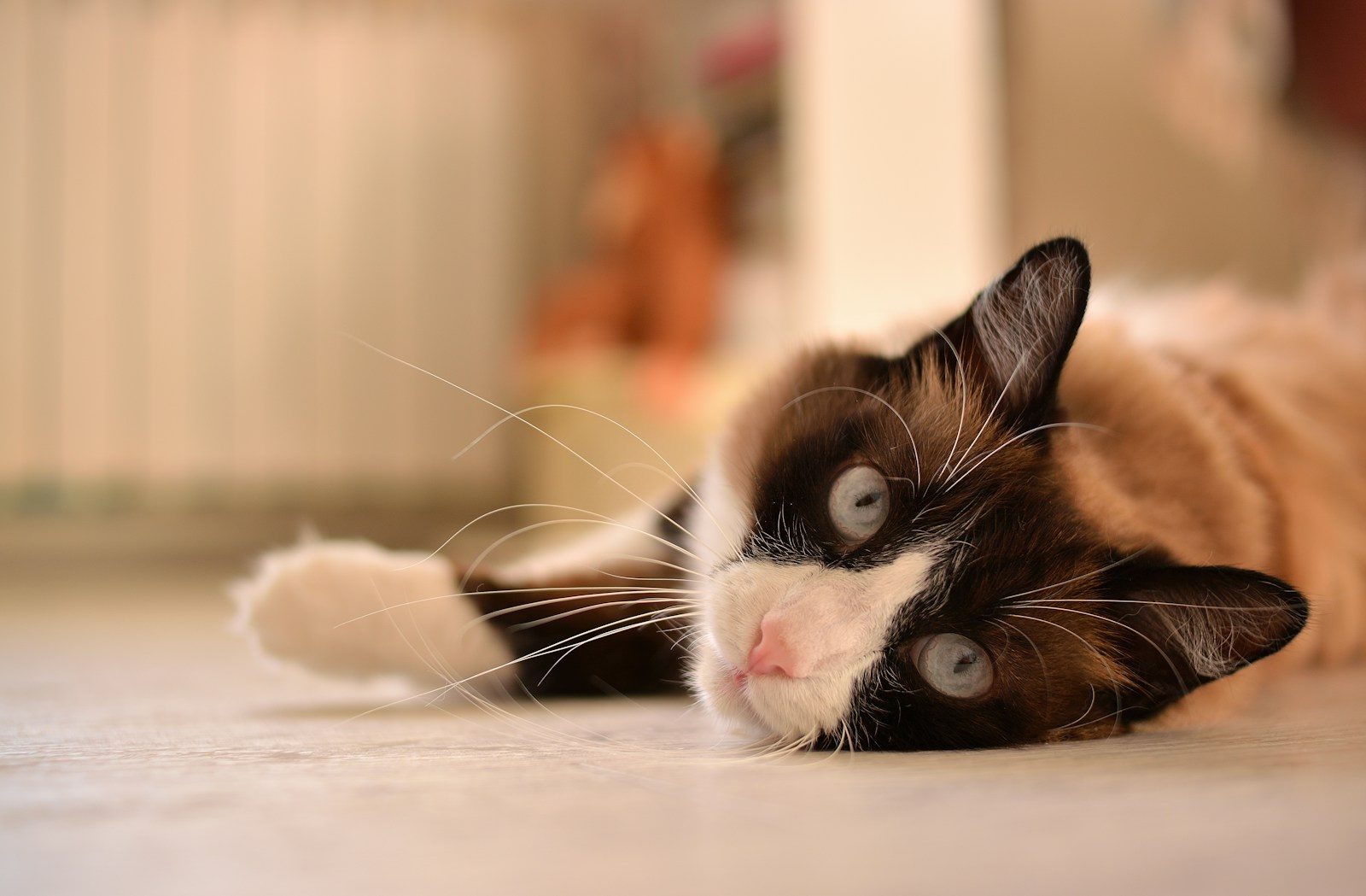 What your cat really means when flopping on the floor