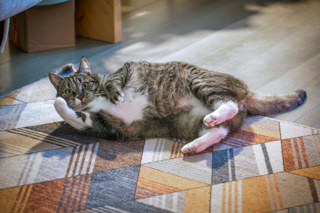 What your cat really means when flopping on the floor