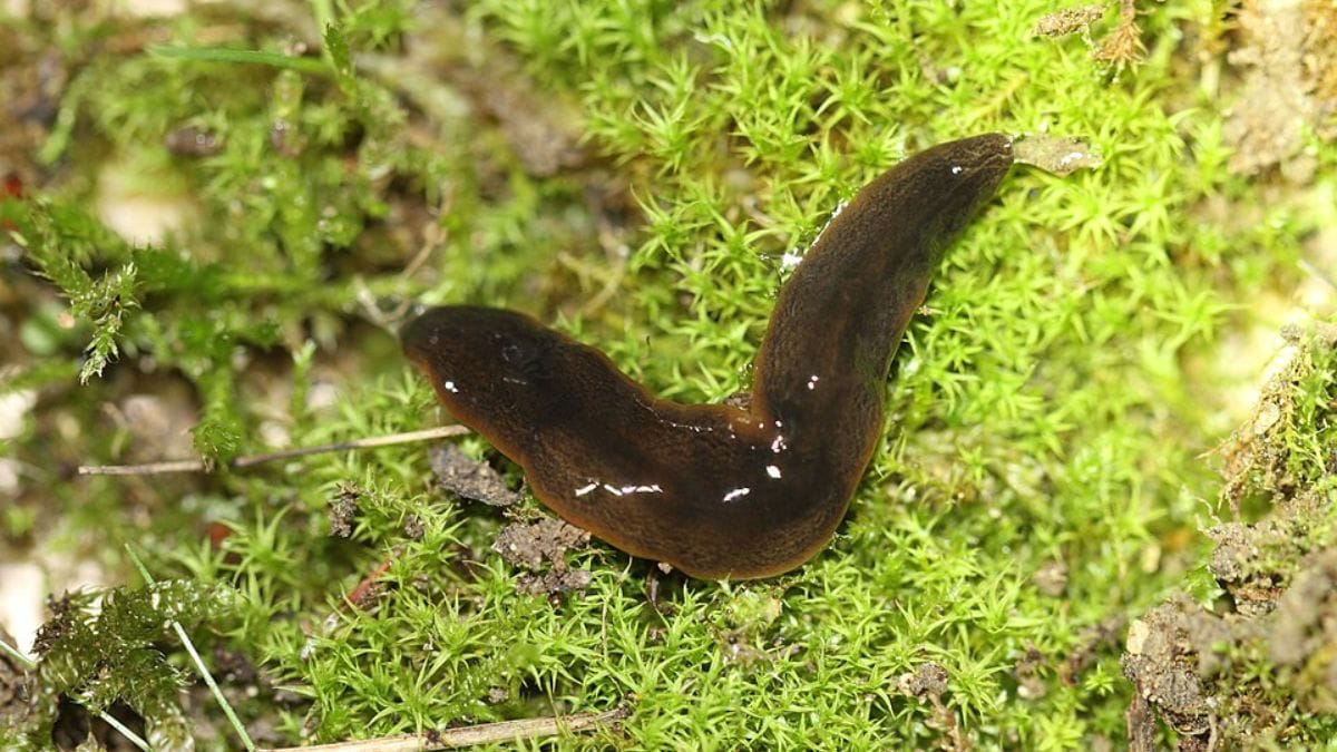 Stanford scientists discover a new immune cell in worms which explodes ...