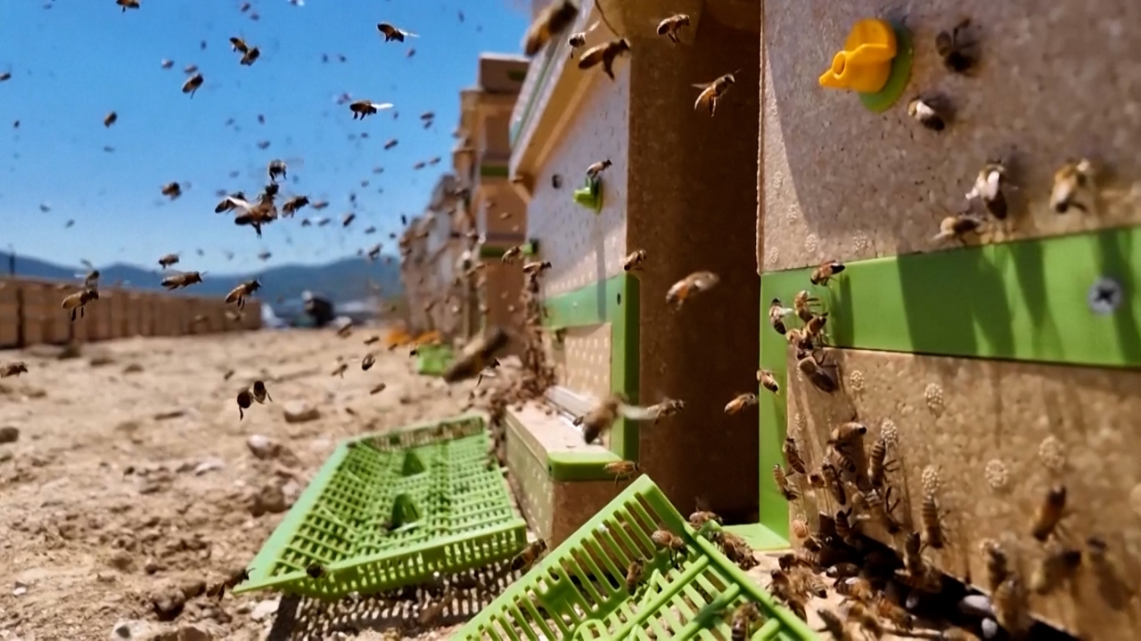 South Korean beekeepers struggle with climate change