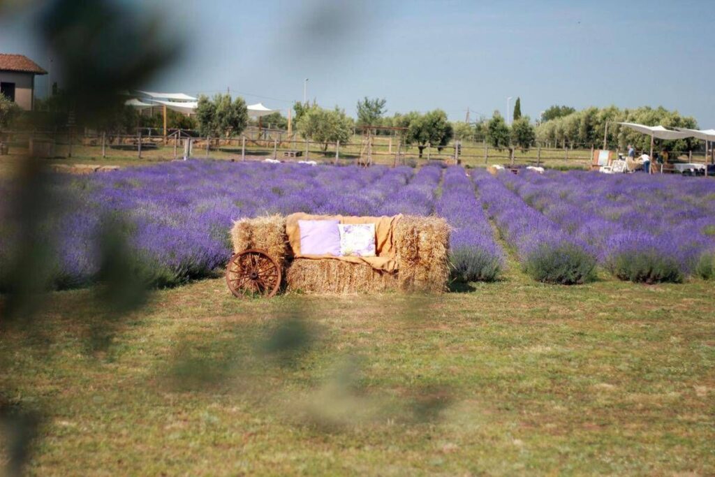 A giugno Roma si tinge di viola: torna la festa della lavanda al ...