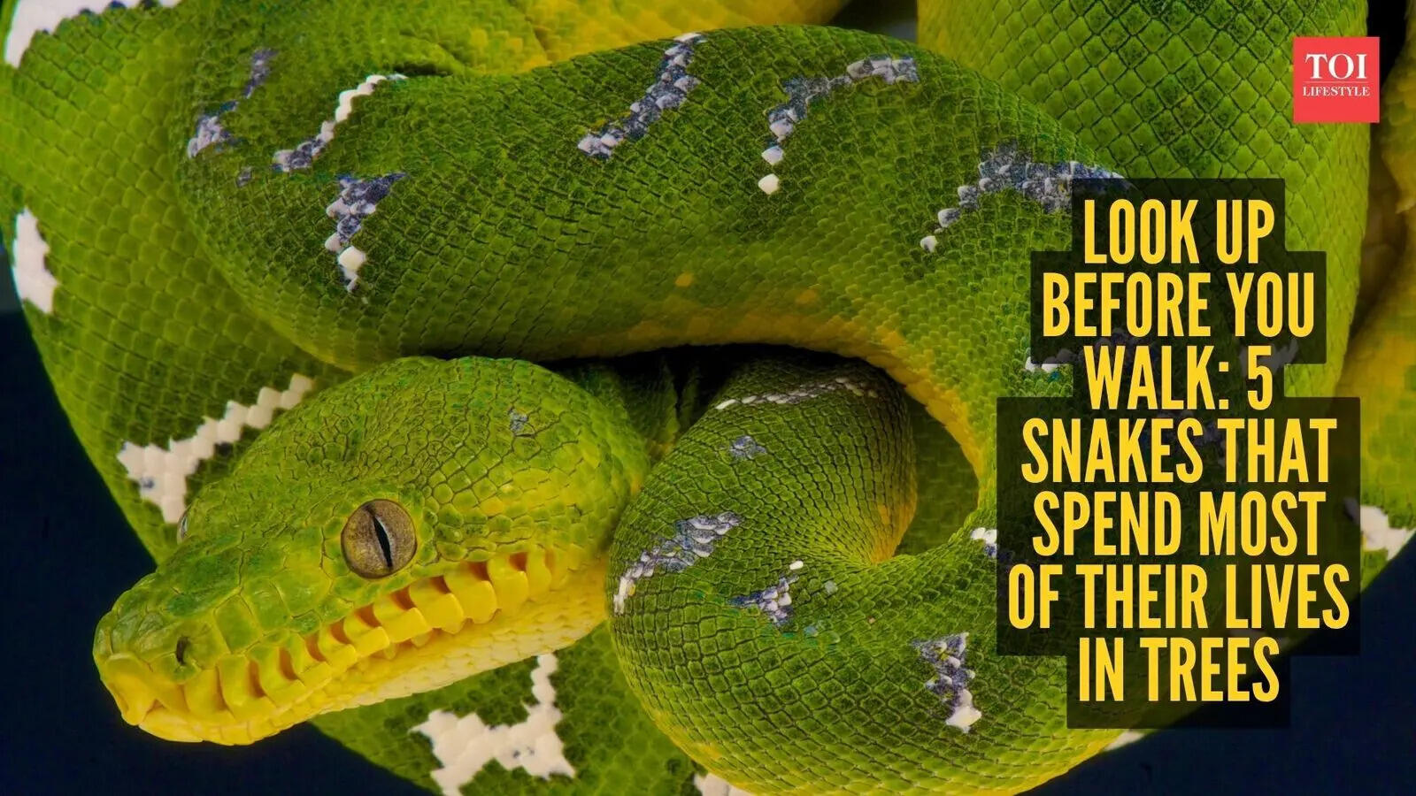 Look up before you walk: 5 snakes that spend most of their lives in trees