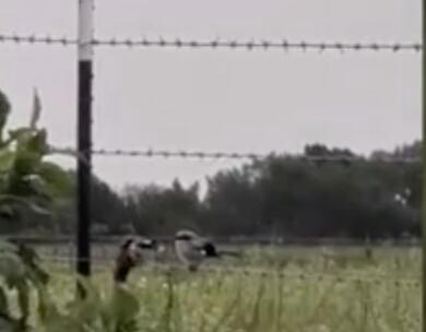 Missouri’s ‘butcher bird’ impales prey on thorns, barbed wire