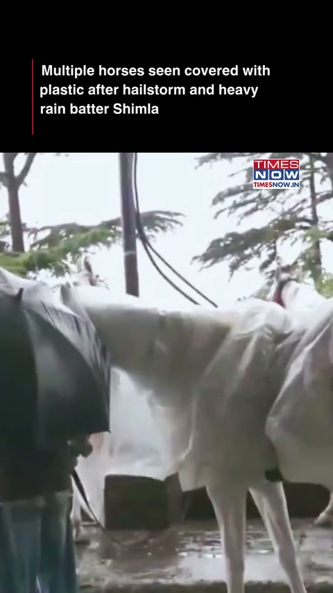 Shimla was battered by heavy rain and a hailstorm earlier