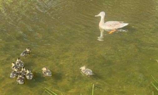 Boys kill ducks with catapults and leave multiple ducklings hurt