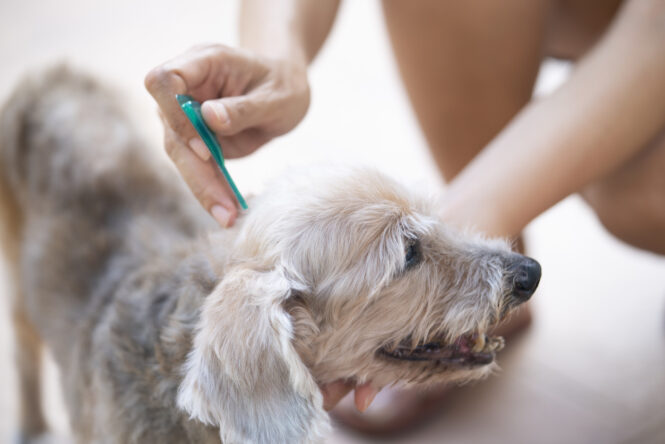 How to spot a fake flea treatment before it harms your pet