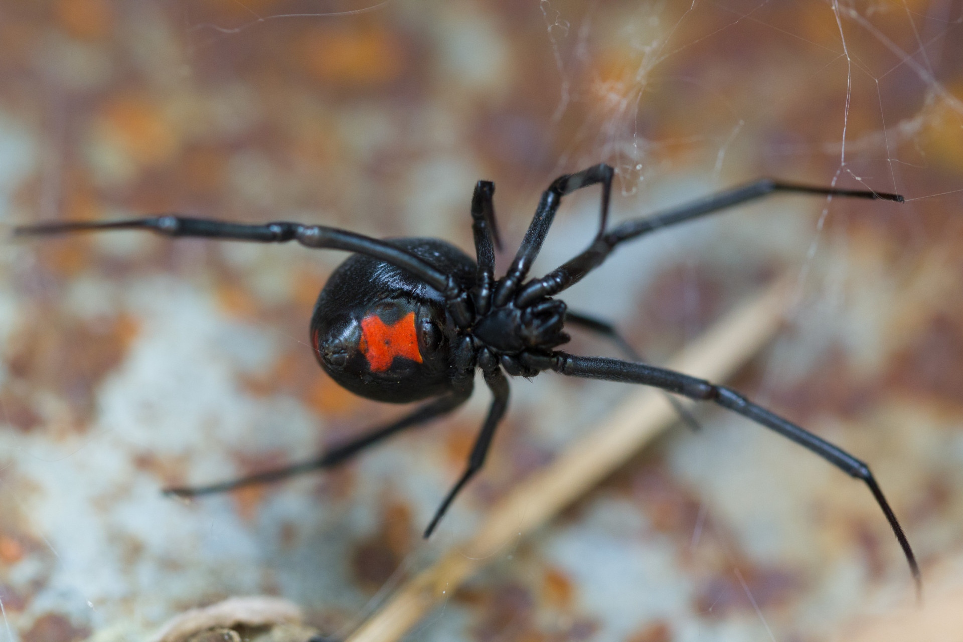 The animal most likely to kill you in each US state