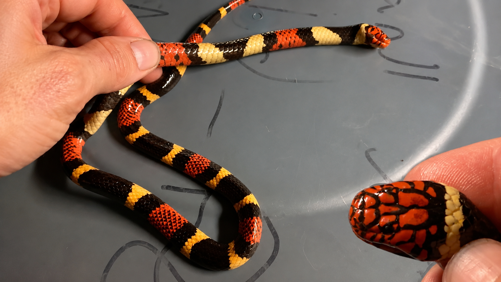 Losing Carl the coral snake hit hard