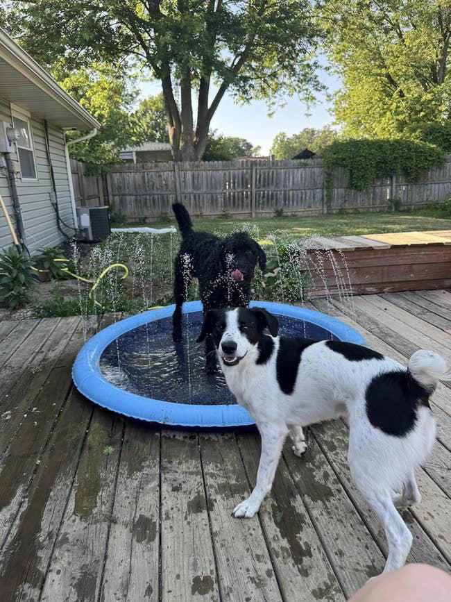 Your pets get hot, too — here are 17 things to keep them comfortable