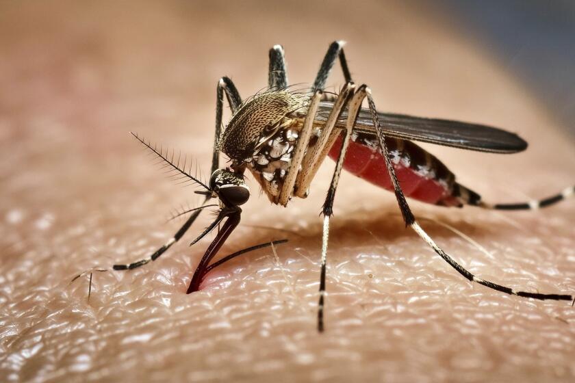 How Google's 32-million mosquito project could change California's ...