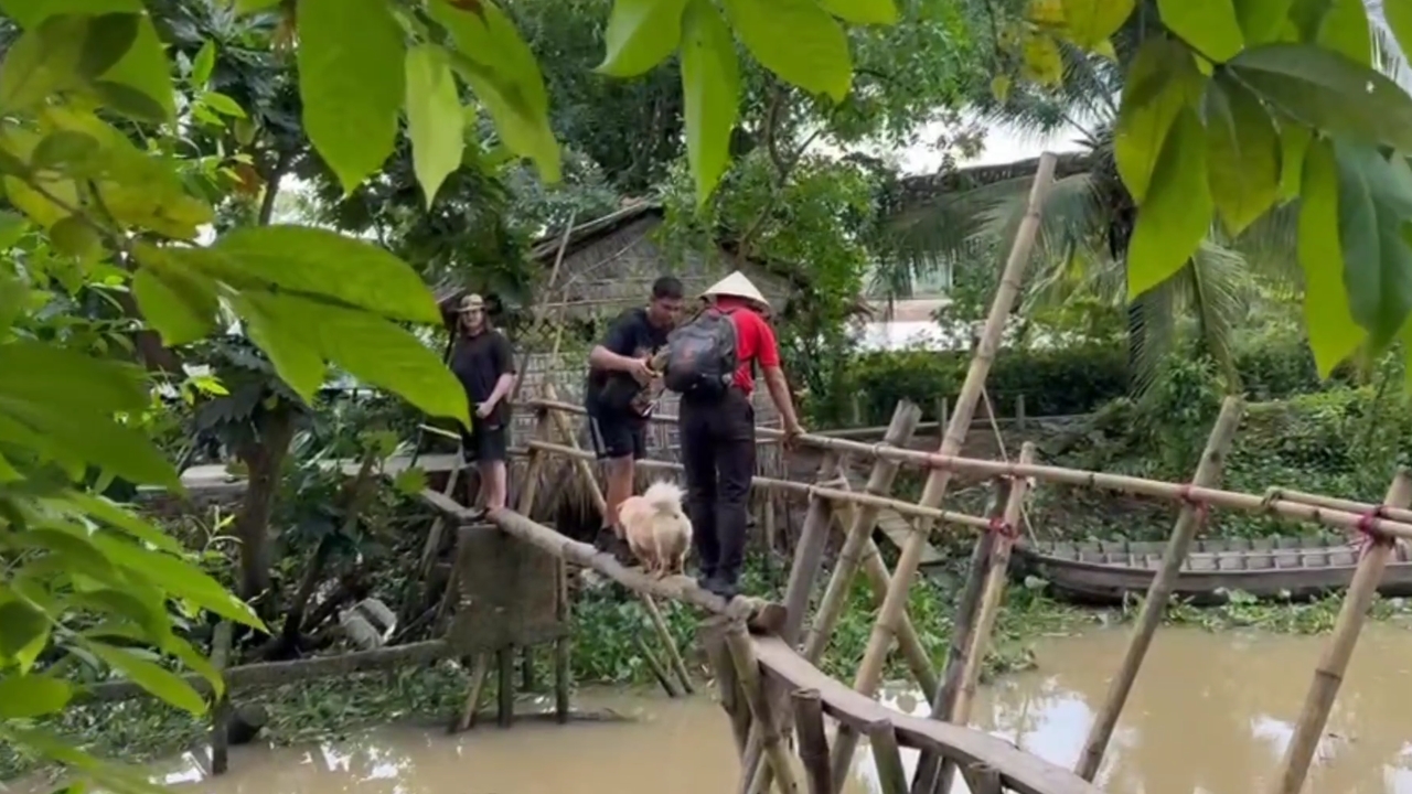 Dog causes traffic jam on narrow monkey bridge in Vietnam