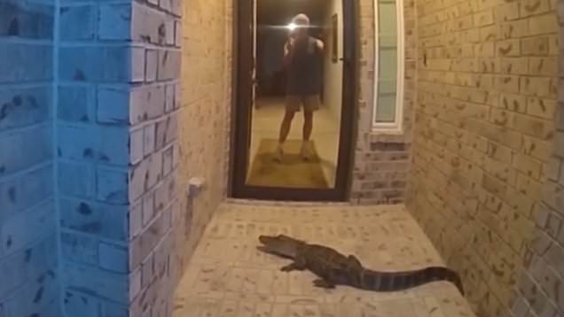 Police capture alligator after homeowner mistakes it for an Amazon parcel