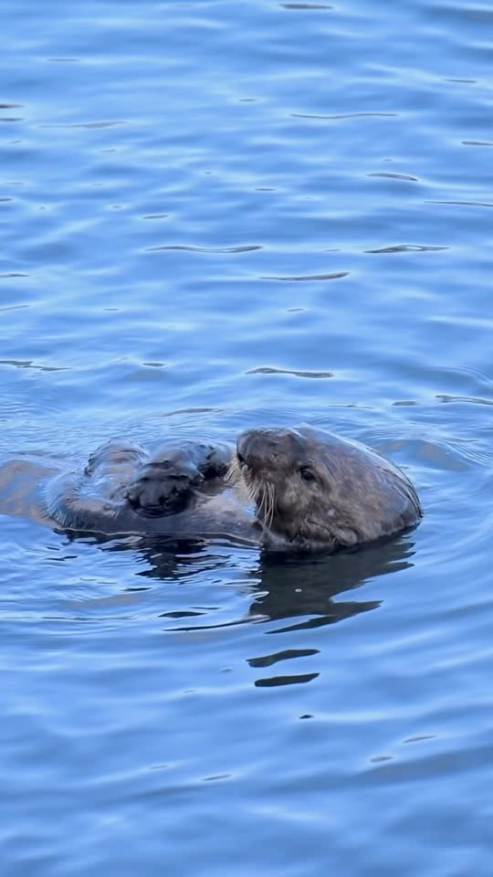 Unexpected otter encounter captured on camera