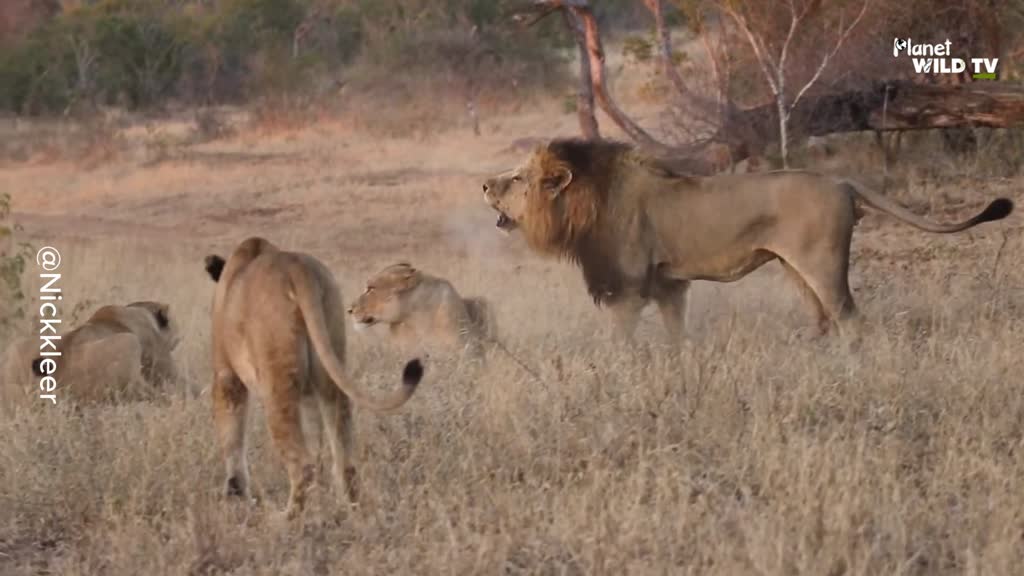 Lion's dramatic display captured on safari