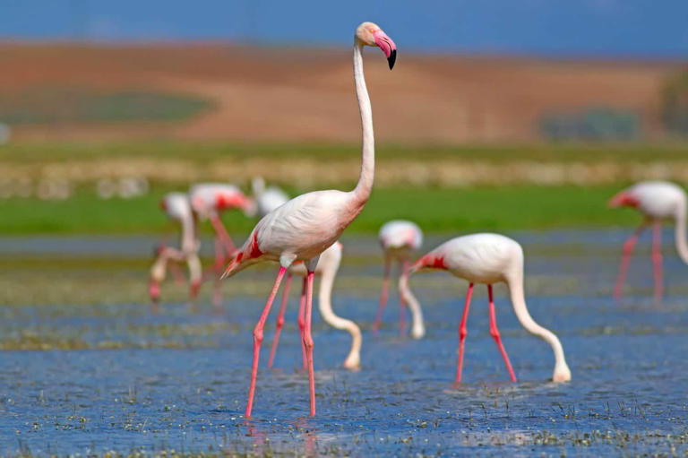 24,000 flamingos are wintering in Venice. Will they stay?