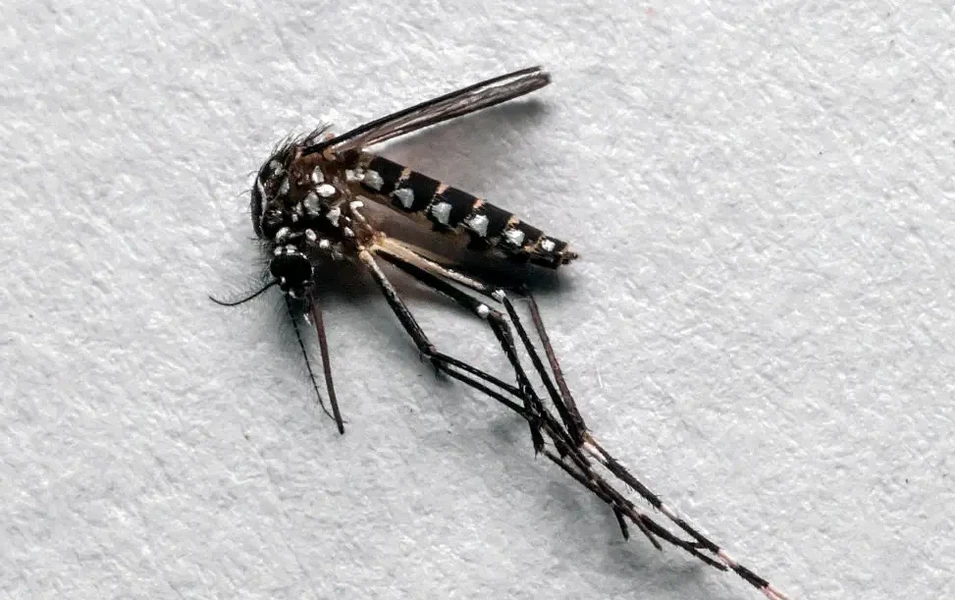 EPA nears decision on Google’s 64m mosquito release plan