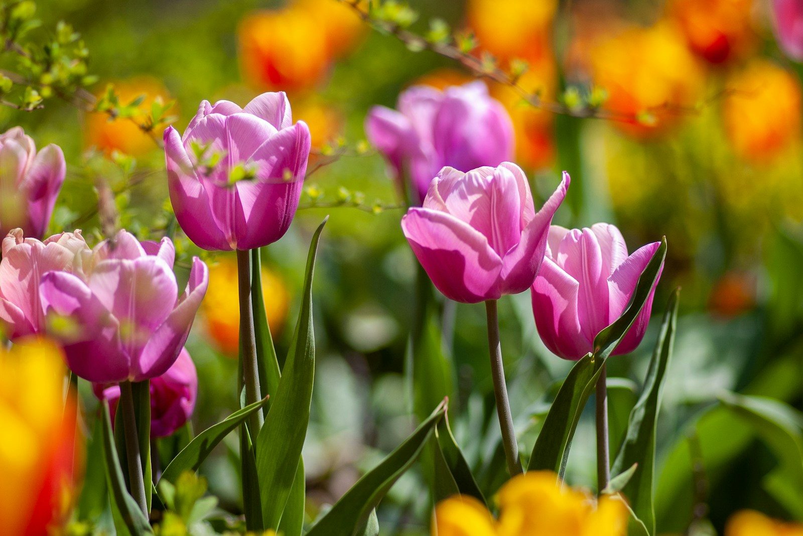 10 surprisingly simple flower hacks that make gardens look amazing