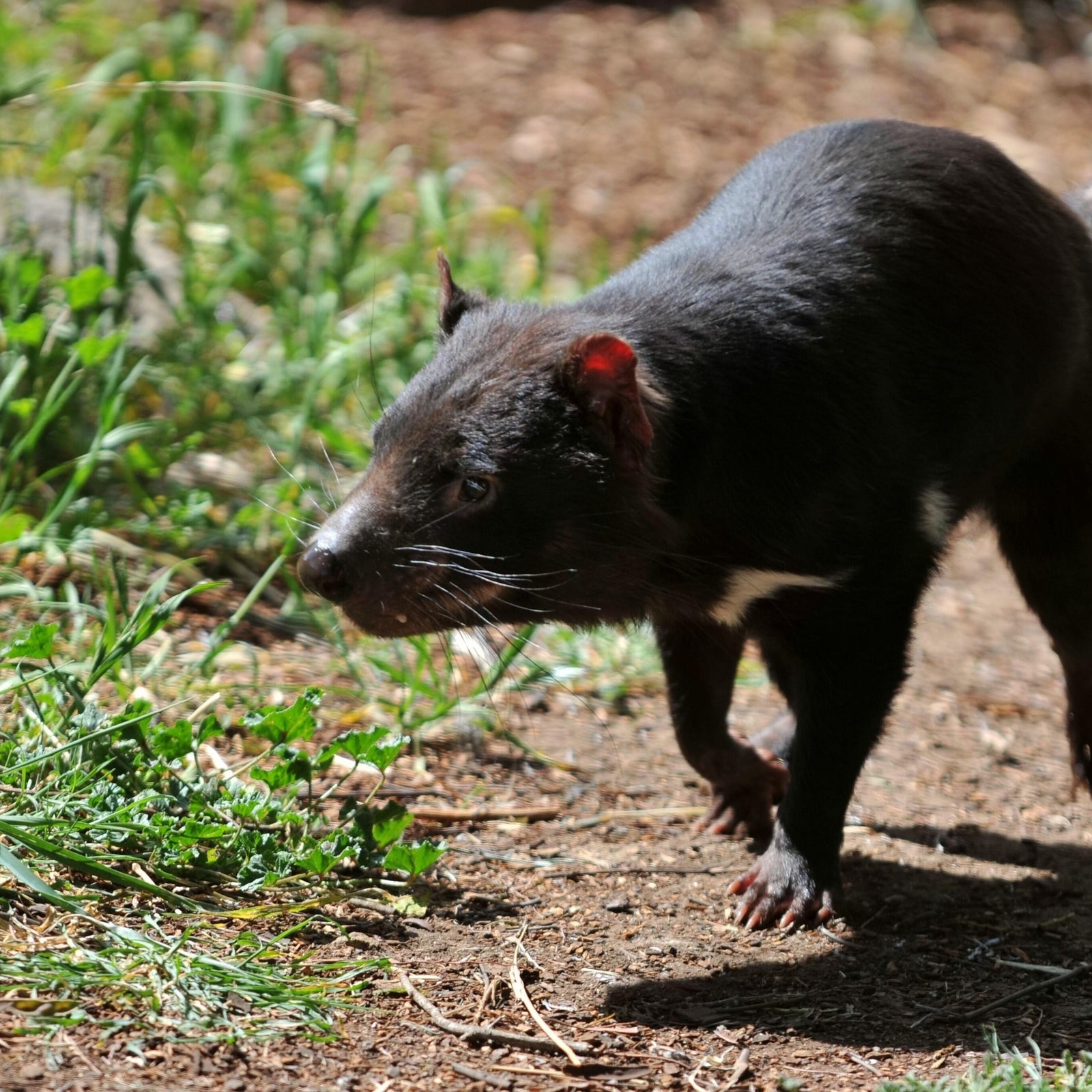 Endangered Tasmanian devil named Mary escapes wildlife park