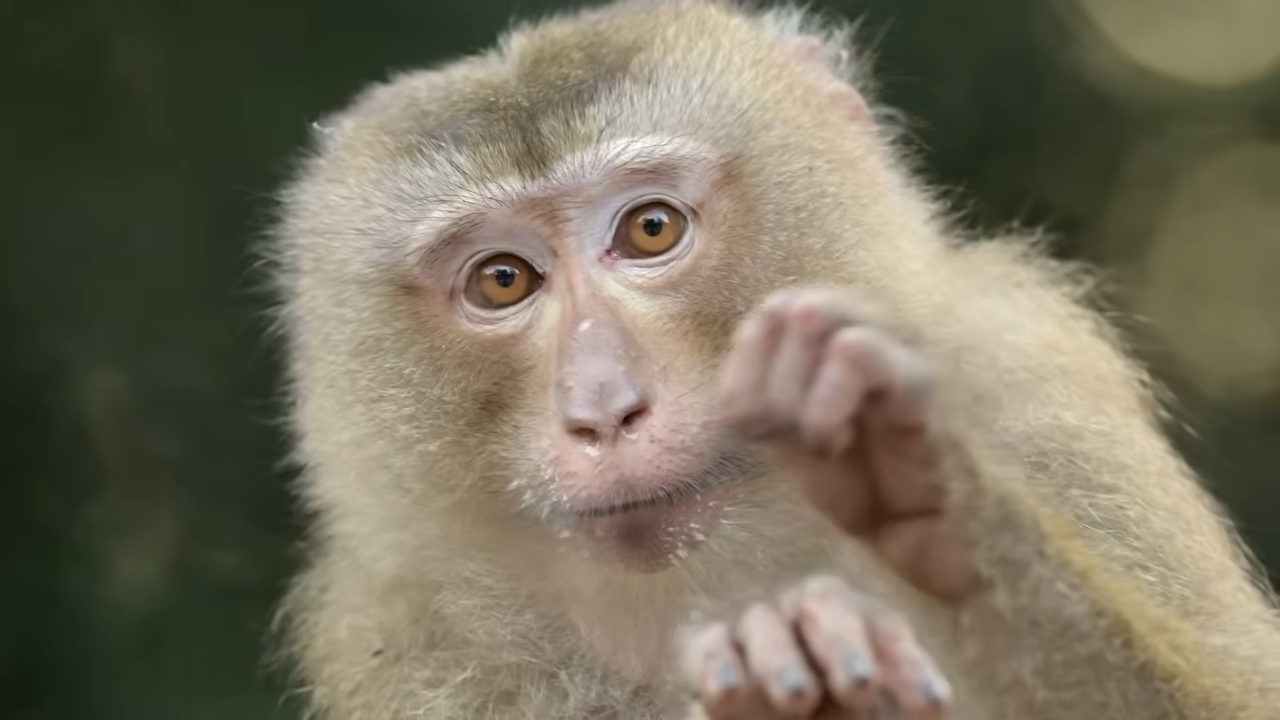 A monkey saw another monkey get a better reward - then it lost control