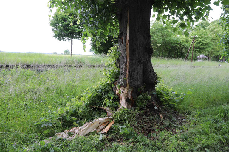 Schwerer Unfall in Bad Doberan: Mann rast mit Auto gegen Baum und wird ...
