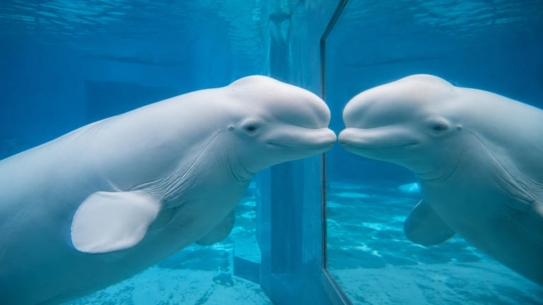 Beluga whales pass mirror test, challenging what we know about animal ...