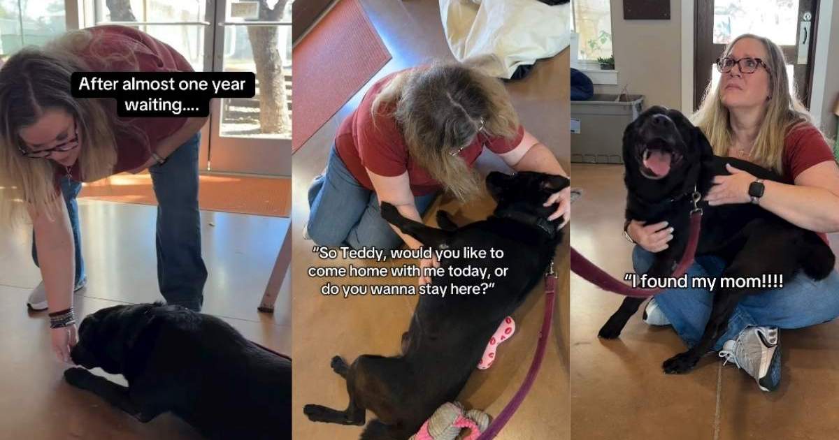 Shelter dog's long wait for love ends with the mom who drove hours to ...