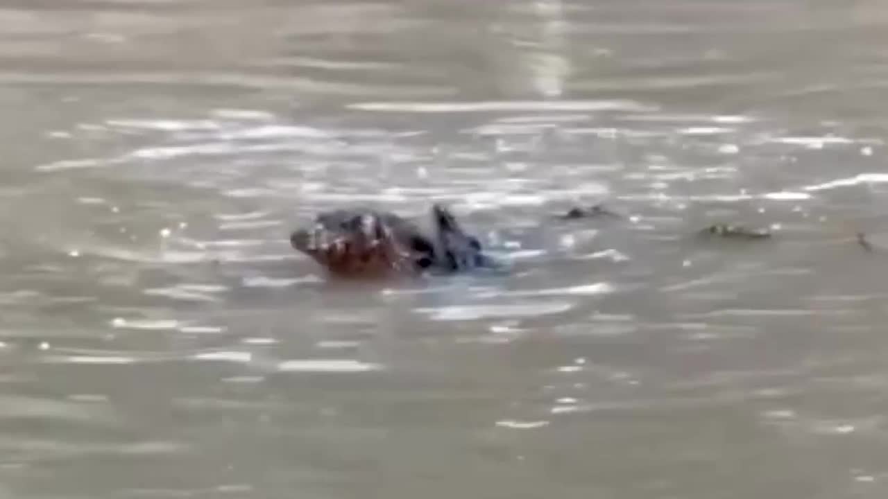Monitor lizard couple hugs each other in canal