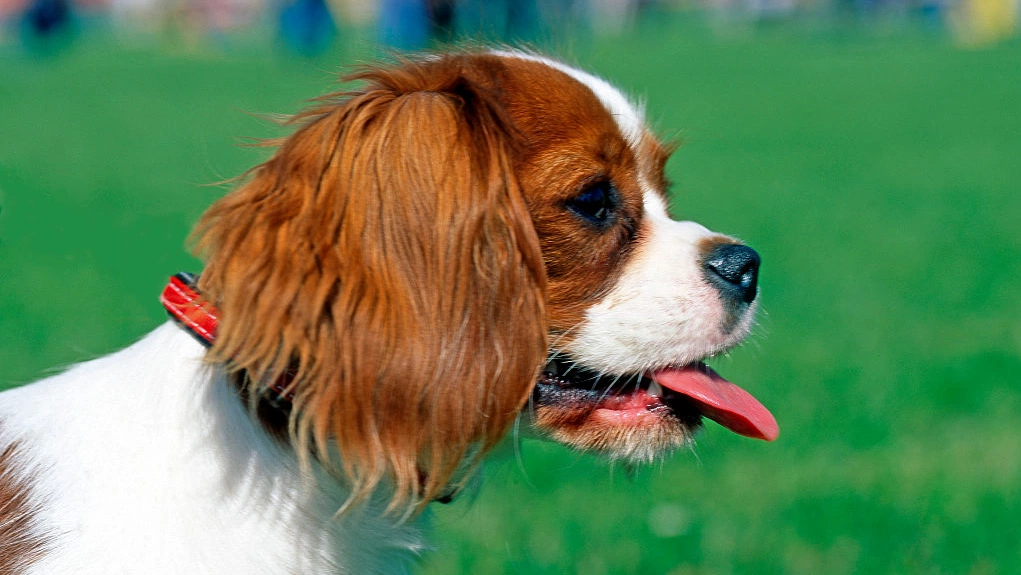 13 low-maintenance dog breeds for easy companionship
