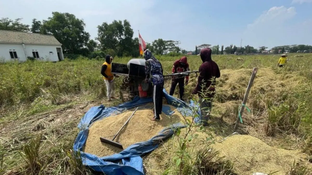 Distan Cirebon jaga produksi beras capai 300 ribu ton per tahun untuk ...