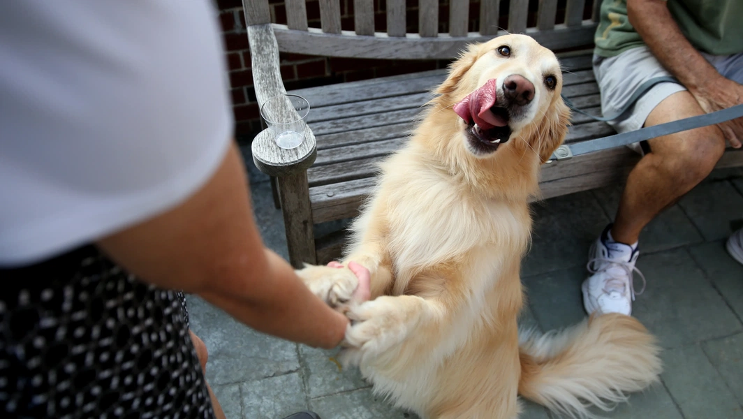 13 affectionate dog breeds for loyal companionship