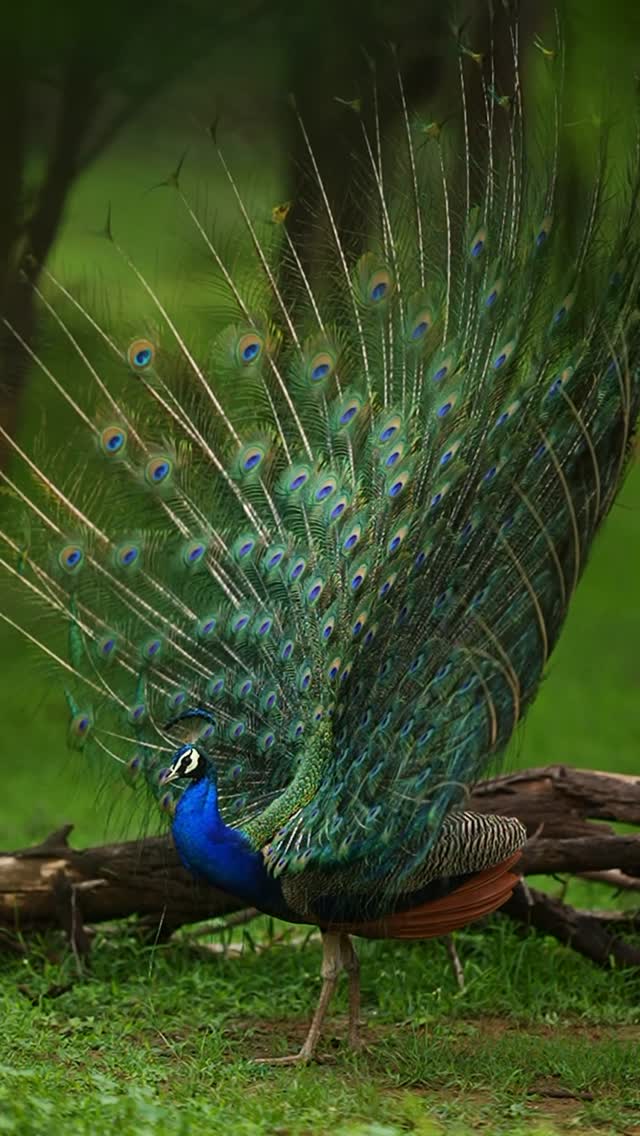 Beautiful display of color and elegance