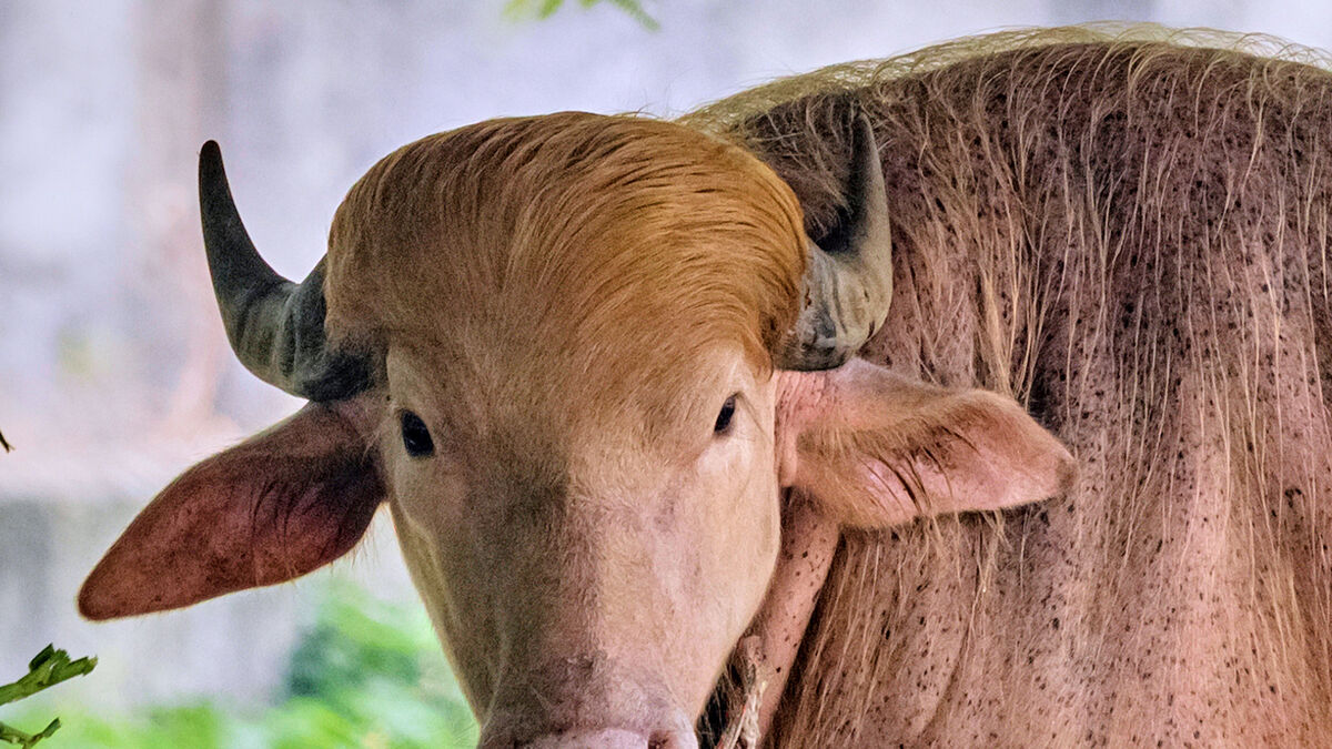 The bovine office – Donald Trump lookalike buffalo thrills Bangladesh ...