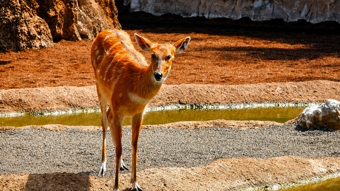 What made this young antelope stop and look back