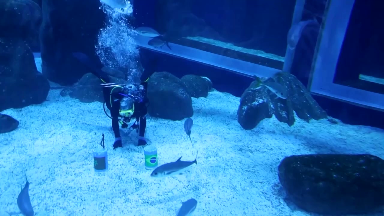 Rio aquarium shark predicts Brazil win in first 2026 World Cup game