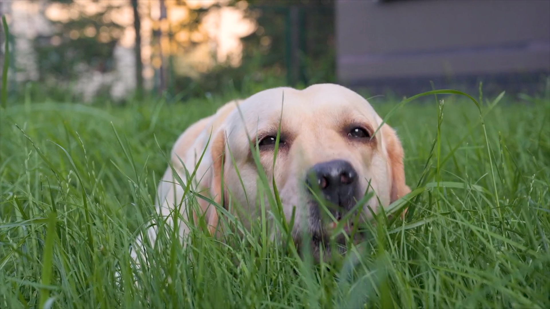 Myth vs. reality: Why dogs eat grass