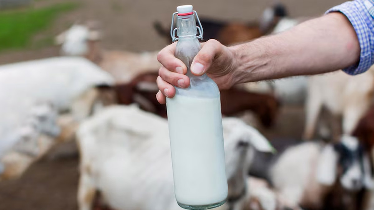 Is goat milk safe during pregnancy? Gynaecologist explains benefits and ...