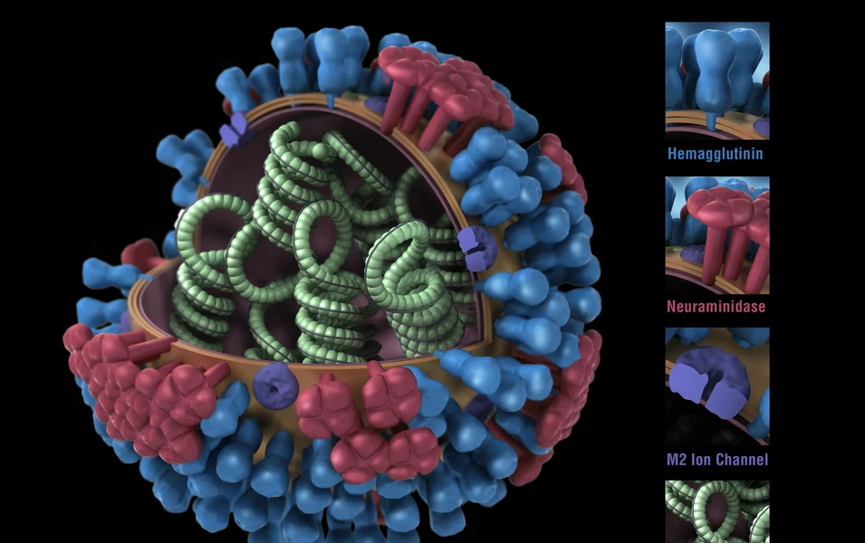 Accidental flu finding reveals strain-specific cell entry routes