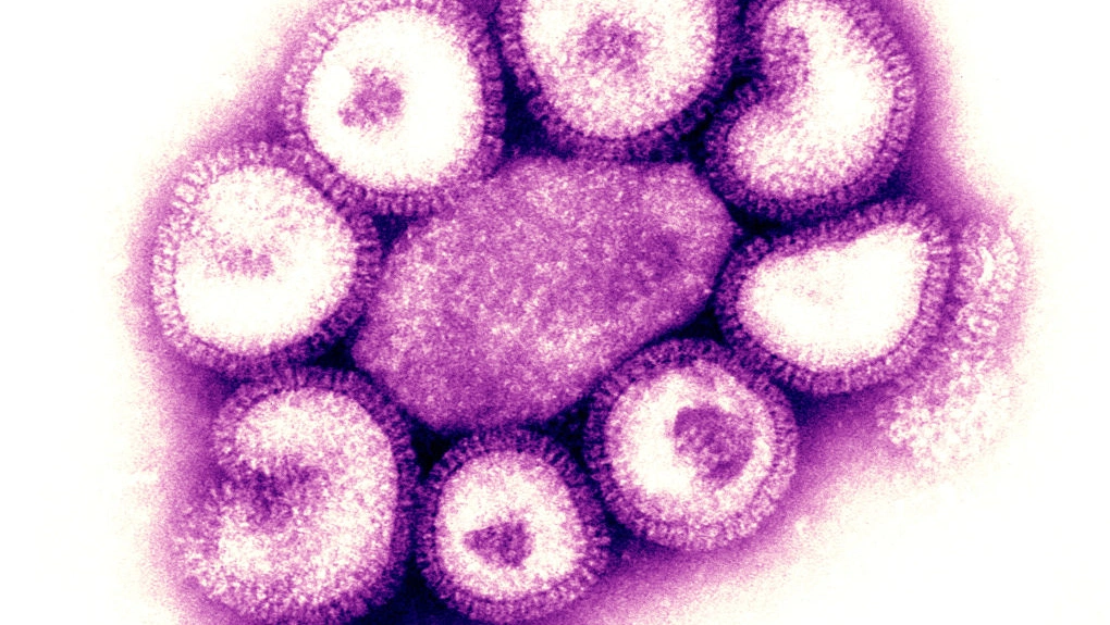 Accidental flu finding reveals strain-specific cell entry routes